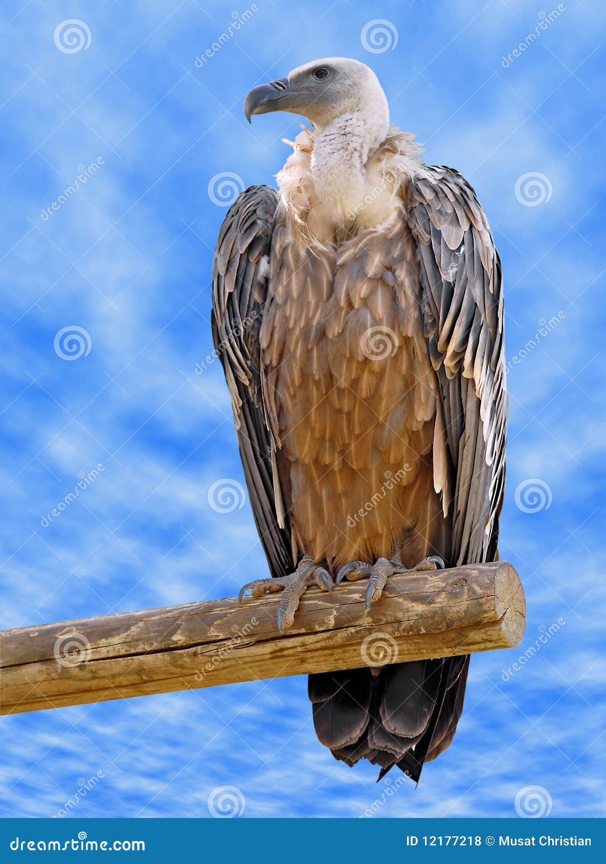 Griffon Vulture, Gyps Fulvus, Big Bird Of Prey Sitting On The Stone In ...