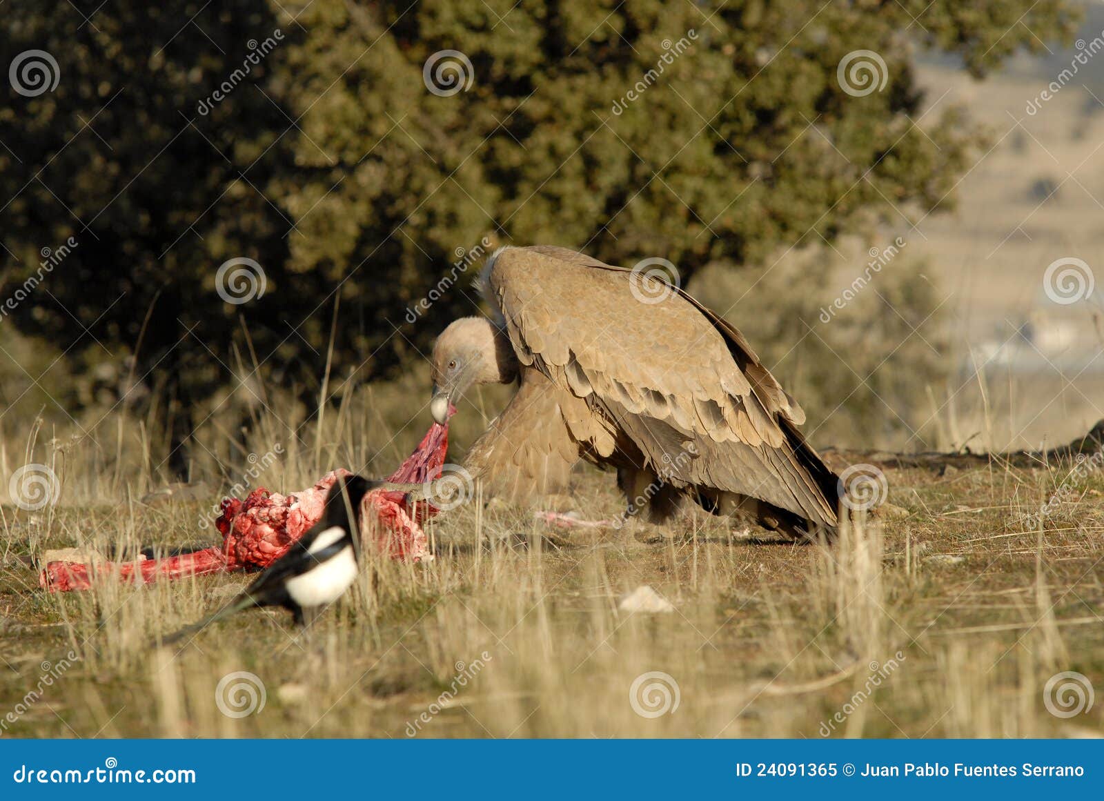 Griffon Vulture Eat Carrion Stock Image - Image of nature, raptors ...