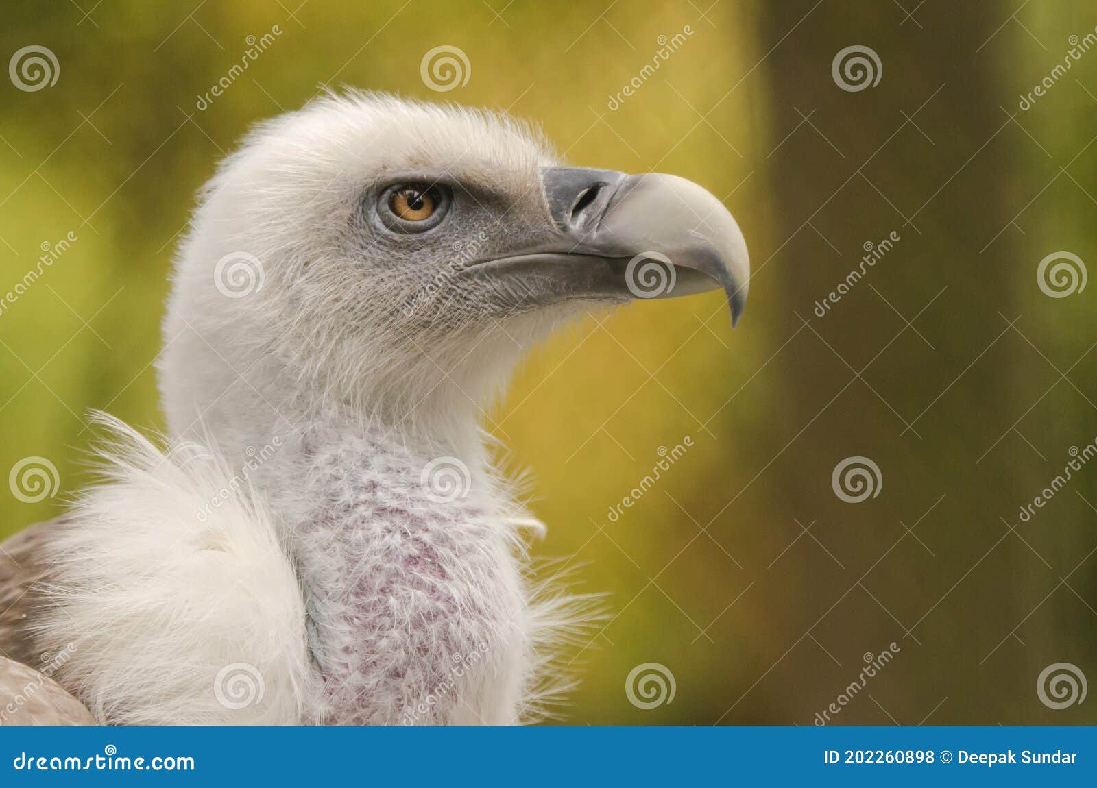 Griffon Vulture Portrait Shot Stock Photo - Image of griffon, face ...