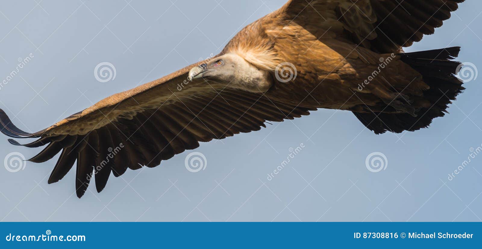 Griffon vulture in flight stock photo. Image of prey - 87308816