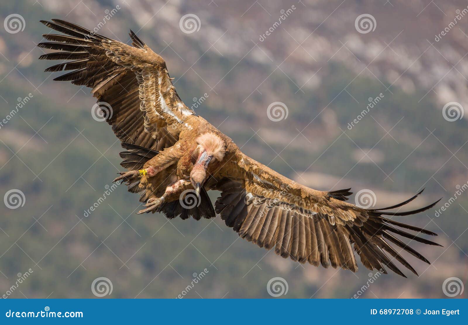 Griffon Vulture in flight stock photo. Image of wingspan - 68972708