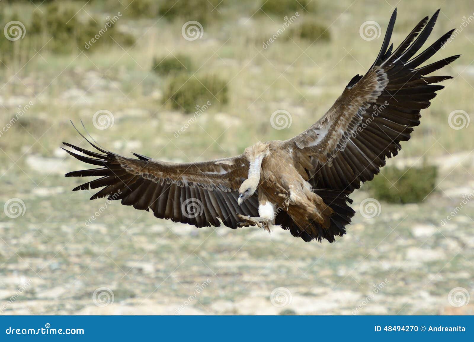 Griffon vulture in flight stock photo. Image of pyrenees - 48494270