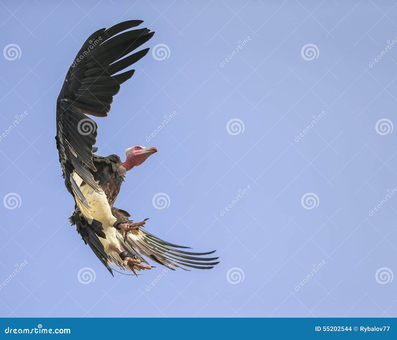 Griffon vulture in flight stock photo. Image of african - 55202544