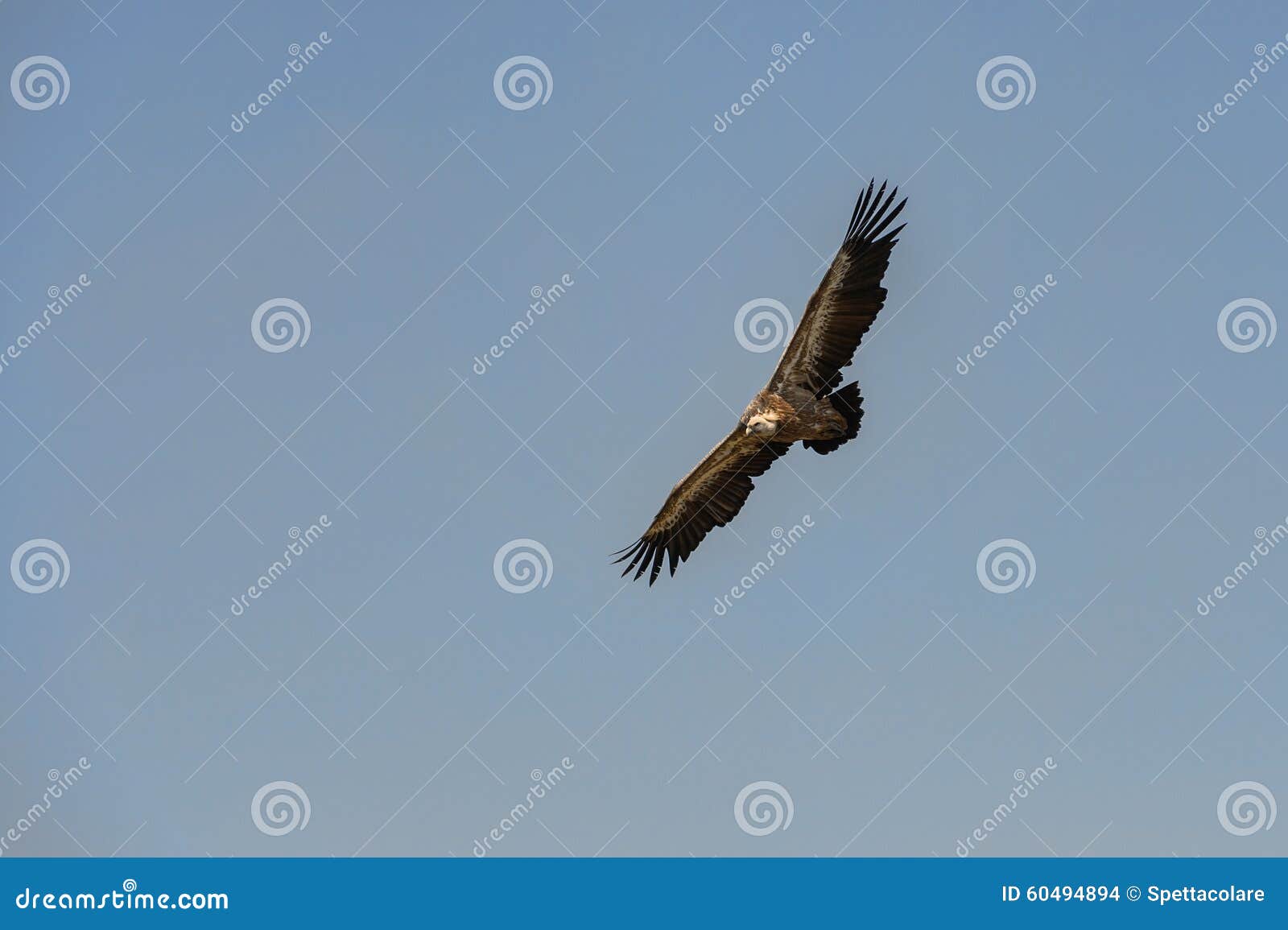 Griffon Vulture flying 4 stock photo. Image of vertebrate - 60494894