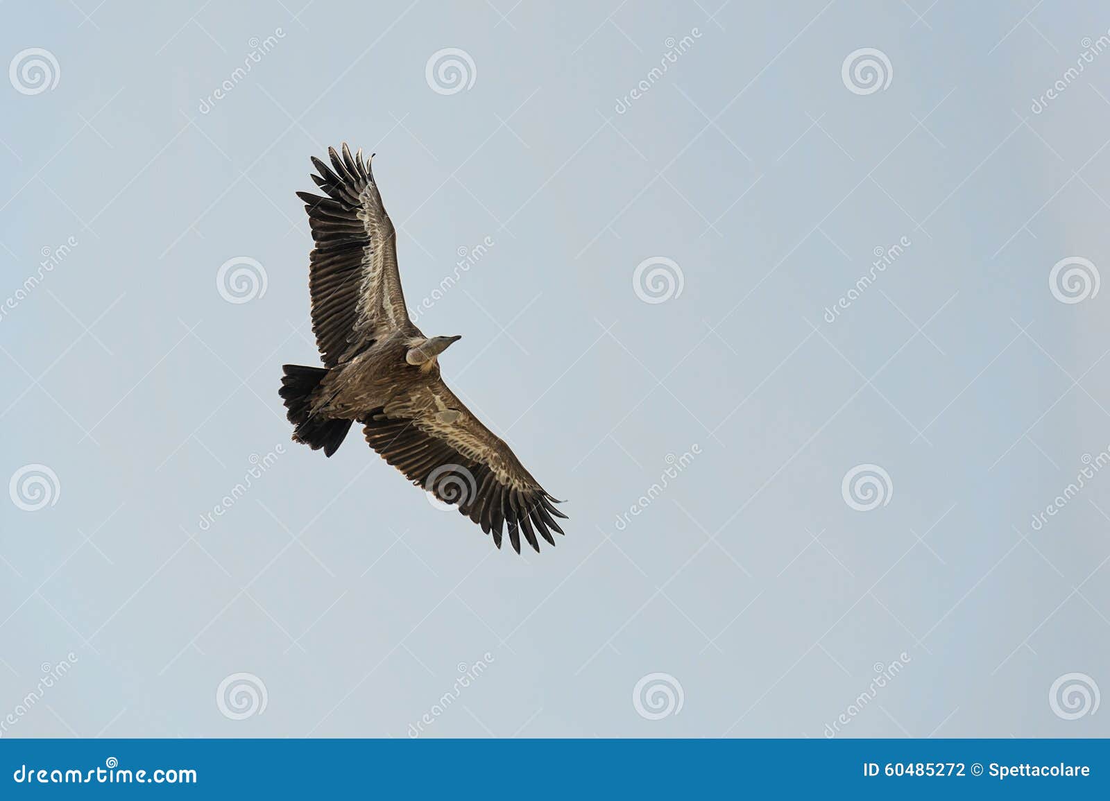 Griffon Vulture flying 2 stock photo. Image of raptor - 60485272