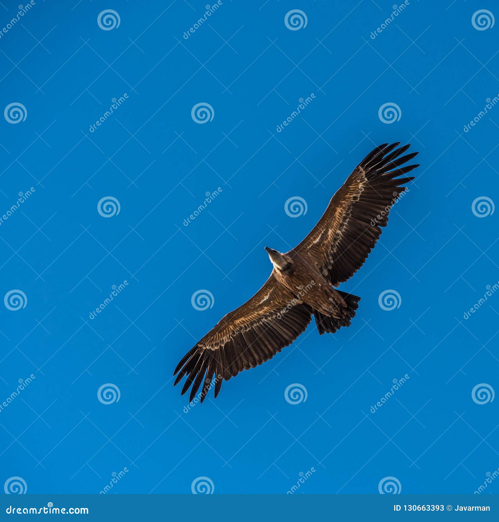 A Griffon Vulture Flying in a Blue Sky Stock Image - Image of white ...