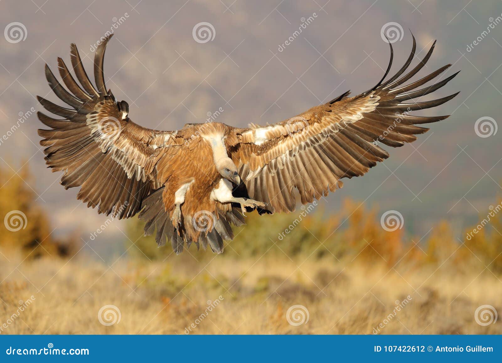 Vulture Flying Royalty-Free Stock Photography | CartoonDealer.com #75083549