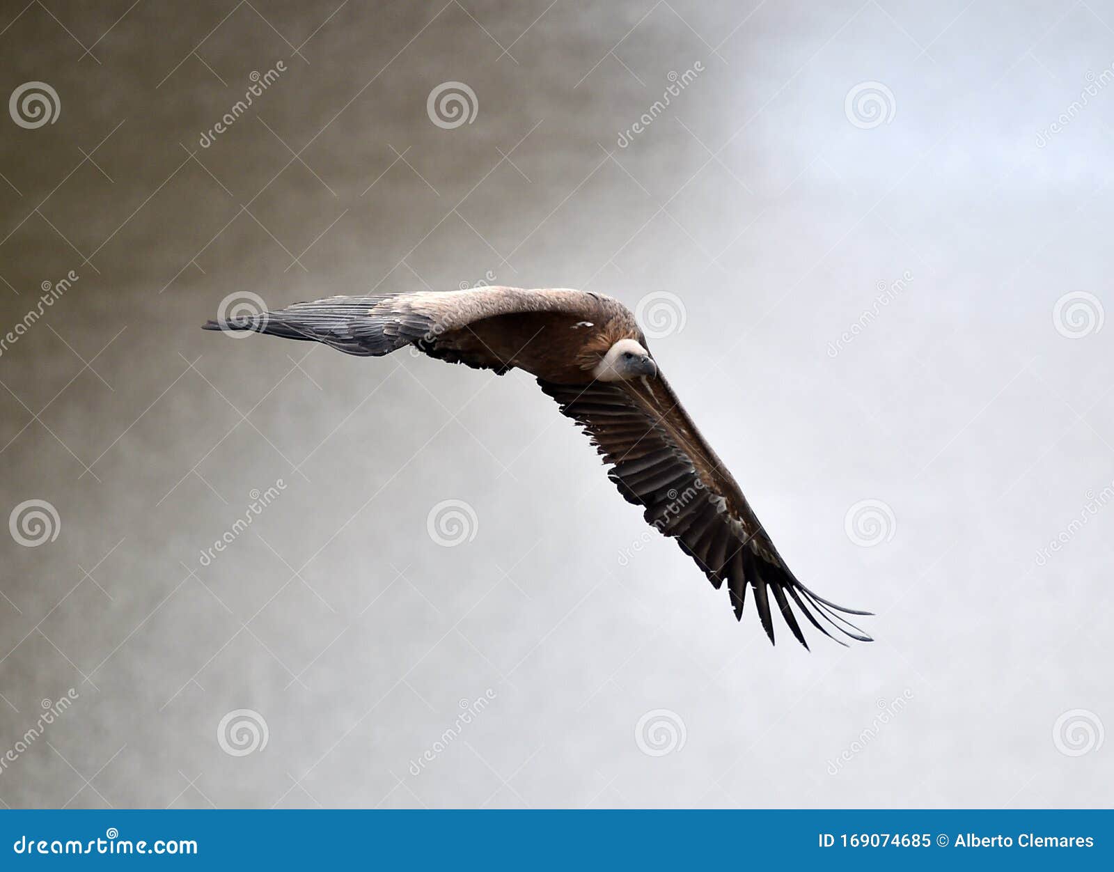 A Griffon Vulture Flying in a Natural Park Stock Image - Image of ...
