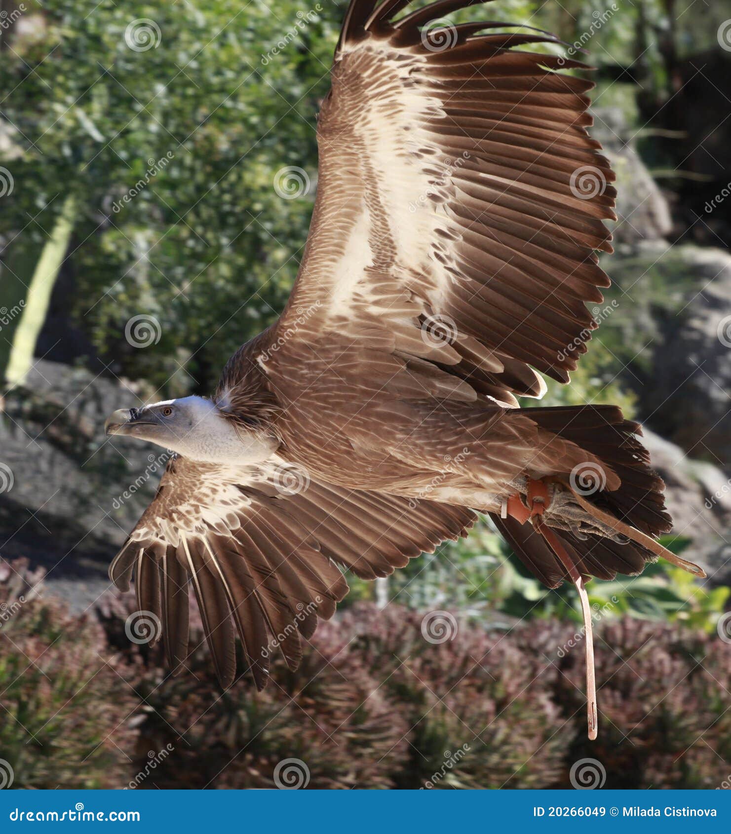 Griffon Vulture Flying in a Park Stock Image - Image of plumage, animal ...
