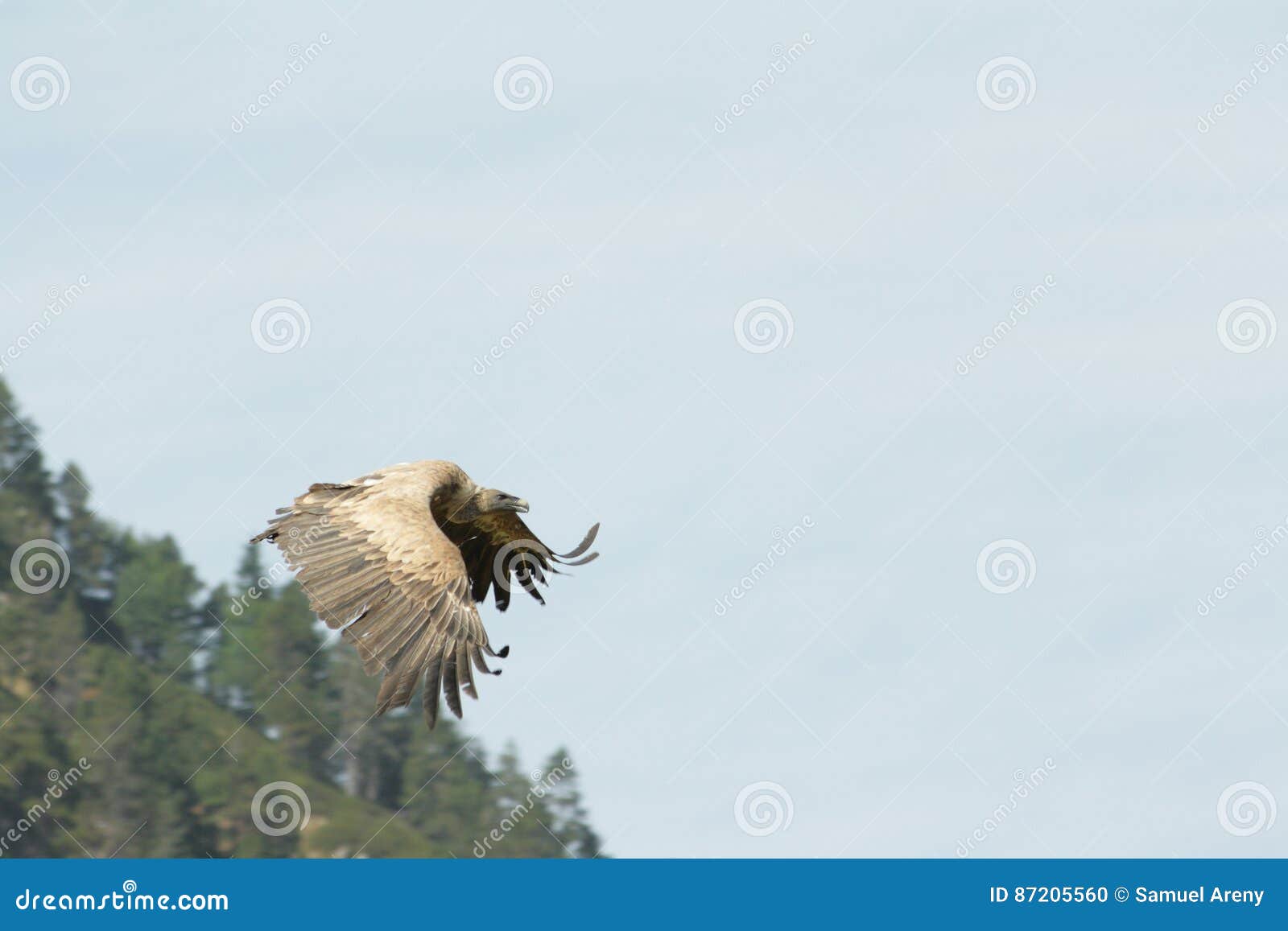 Griffon Vulture Flying in Pyrenees Stock Photo - Image of flying, wing ...