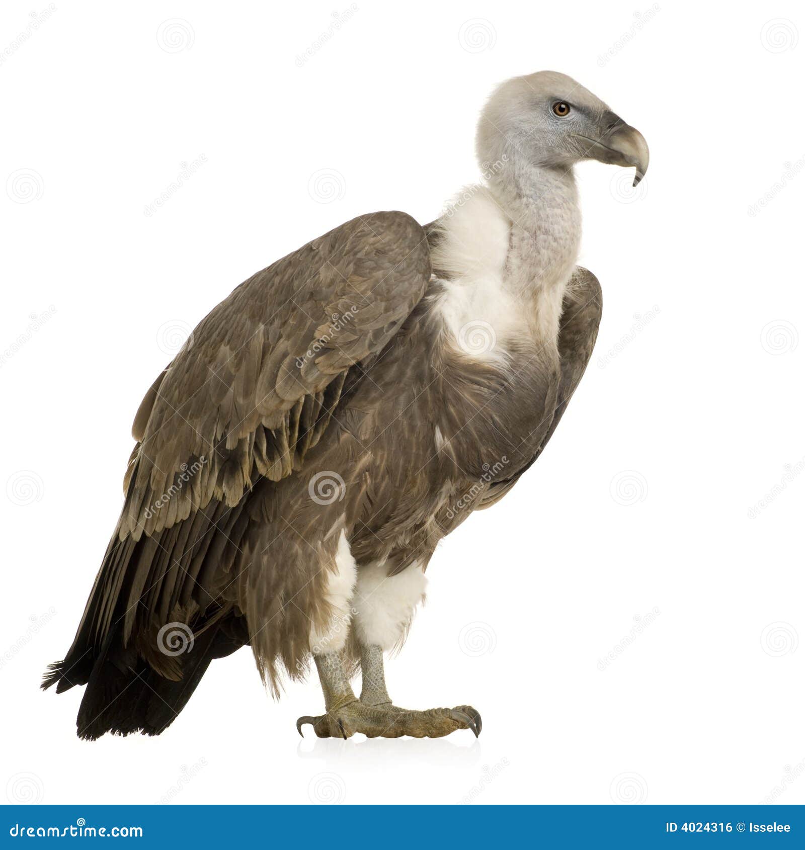 Griffon Vulture - Gyps Fulvus Stock Photo - Image: 4024316