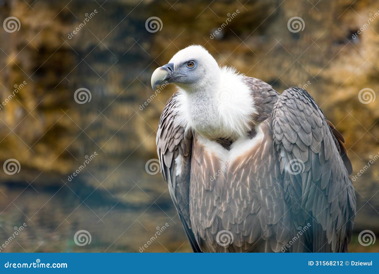 Griffon Vulture (Gyps Fulvus) Stock Photo - Image of portrait, plumage ...