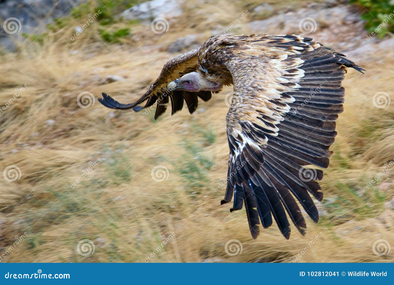 Griffon Vulture Gyps Fulvus in Flight Stock Image - Image of ...