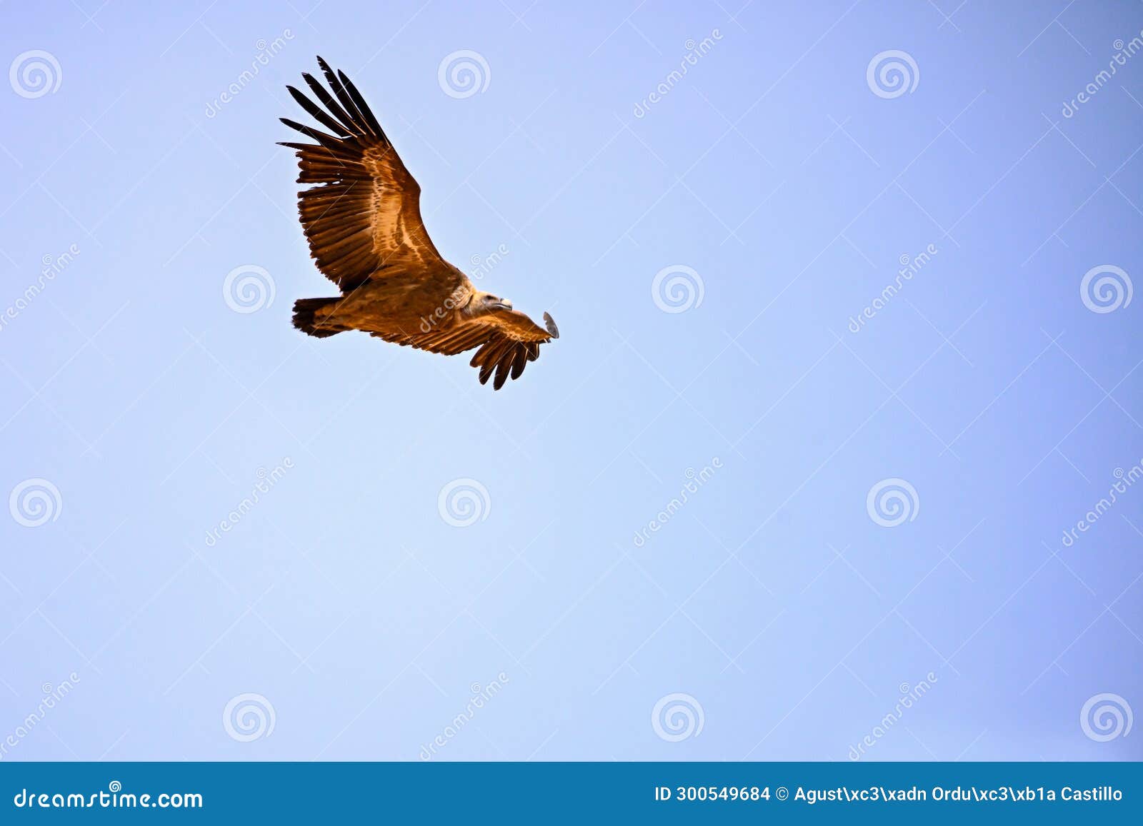 Griffon Vulture or Gyps Fulvus in Flight. Stock Photo - Image of wild ...