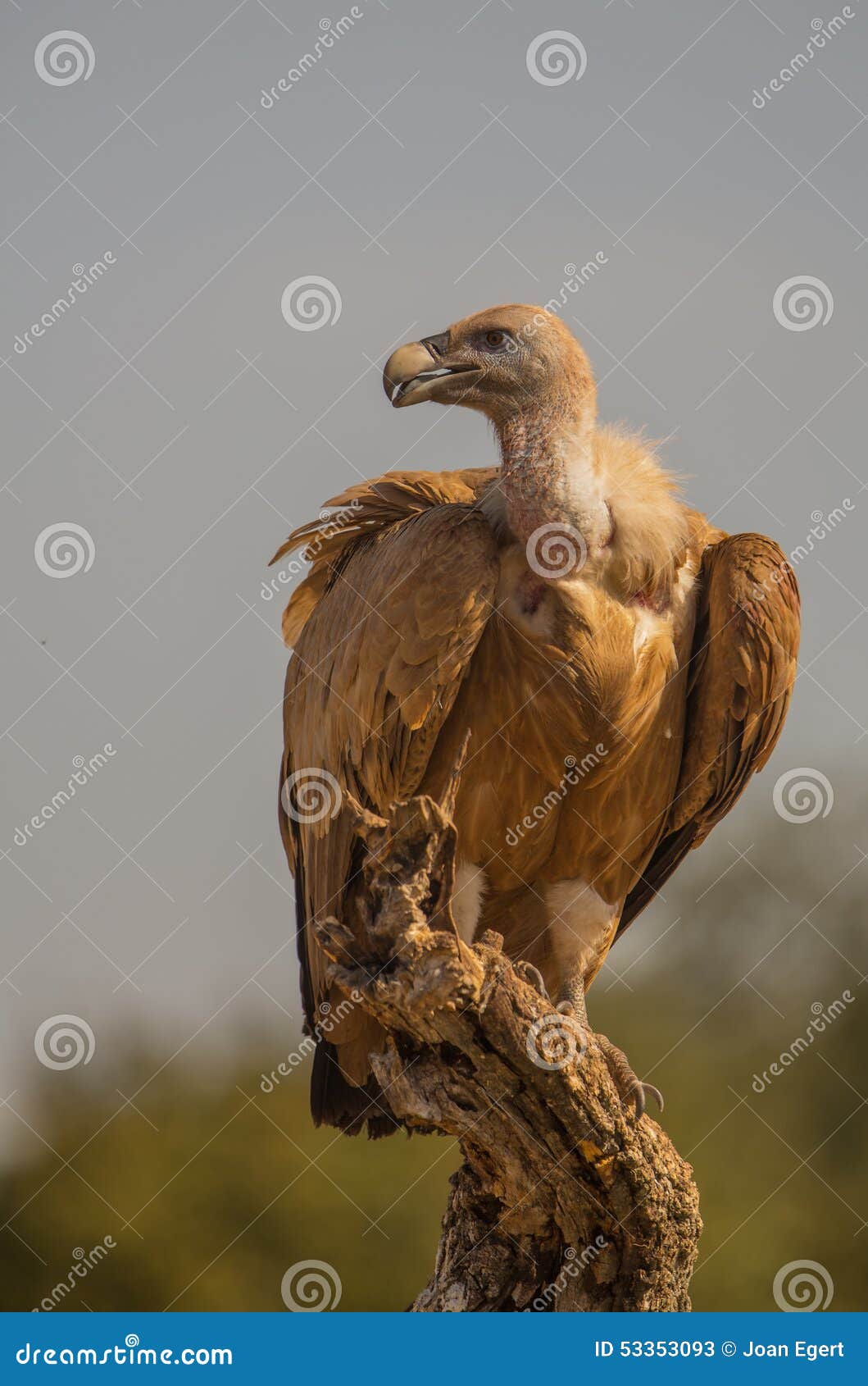 Griffon vulture stock image. Image of birds, griffon - 53353093