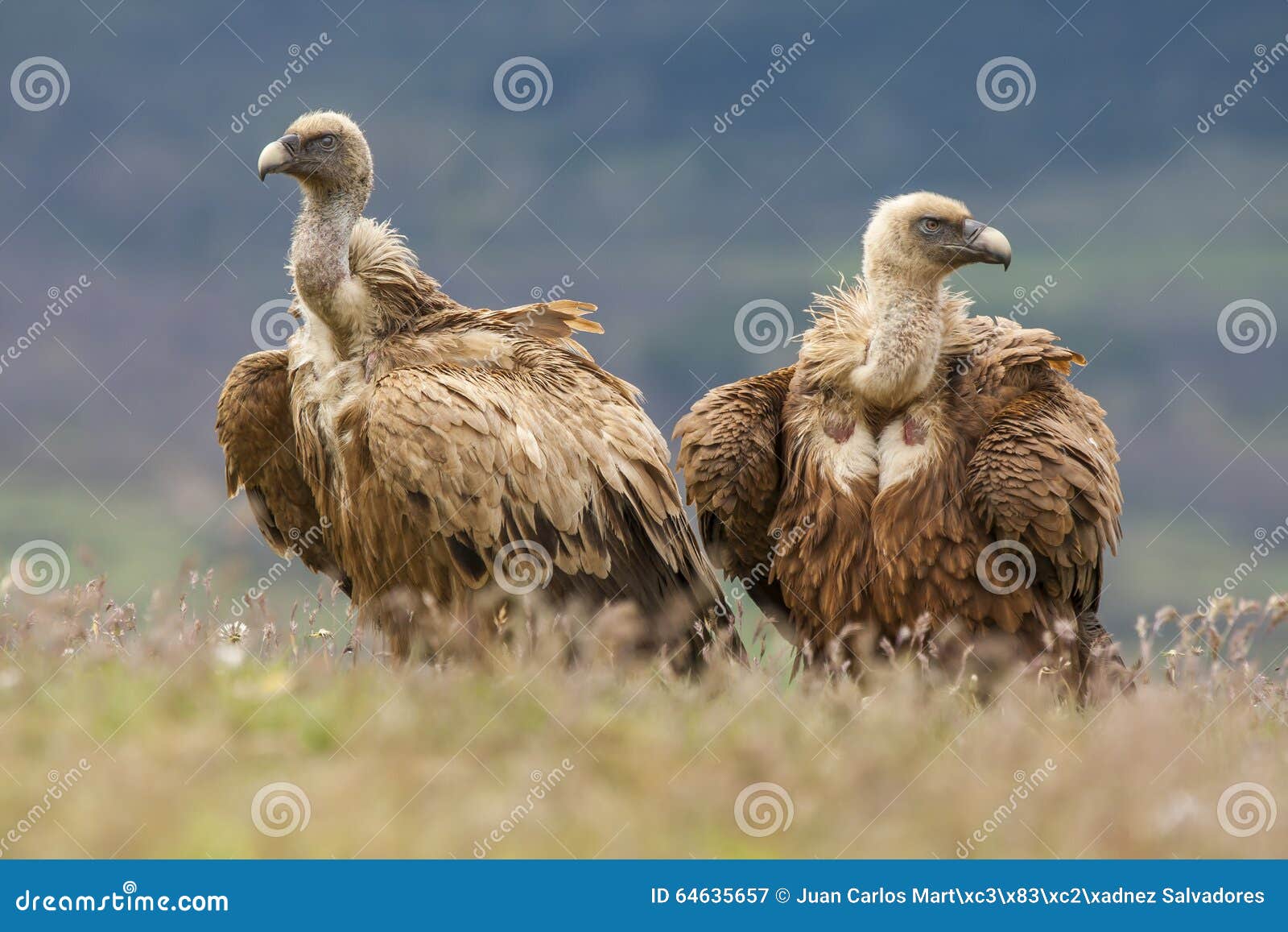 Griffon Vulture ( Gyps Fulvus ) Stock Image - Image of prey, vulture ...