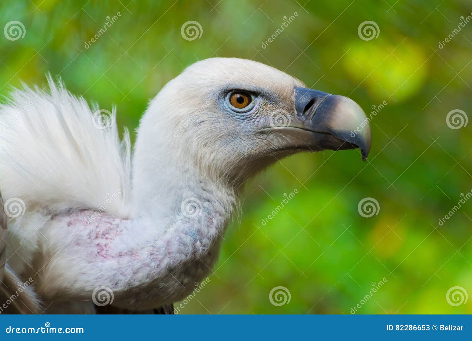 Griffon vulture head stock image. Image of vulture, fulvus - 82286653