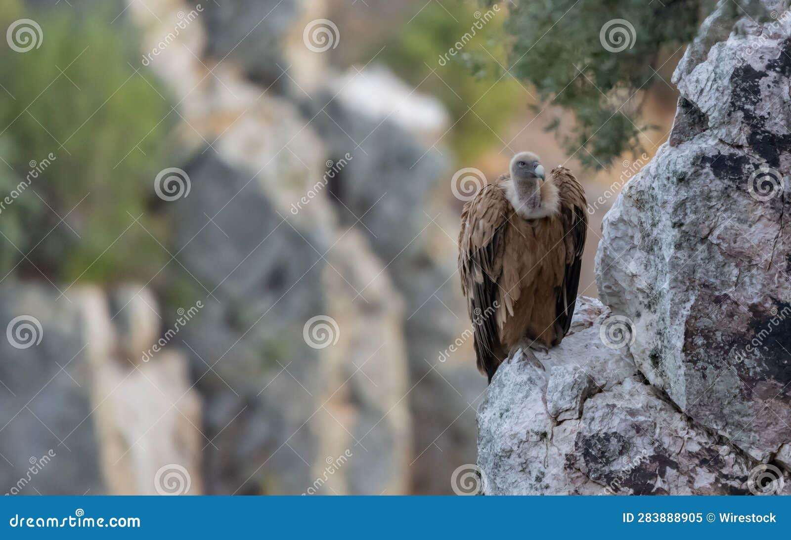 Griffon Vulture Looking after His Nest. Stock Image - Image of natural ...