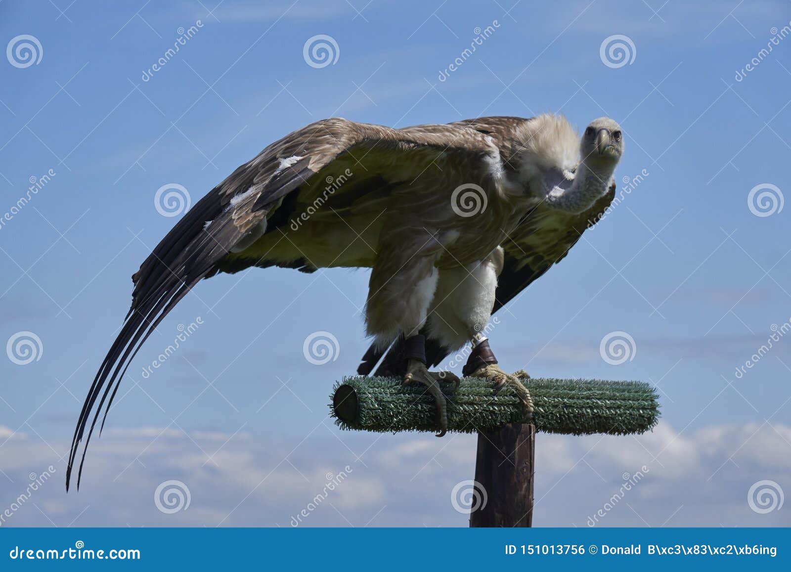 Griffon Vulture Looking Intimidating into the Camera with Spread Wings ...