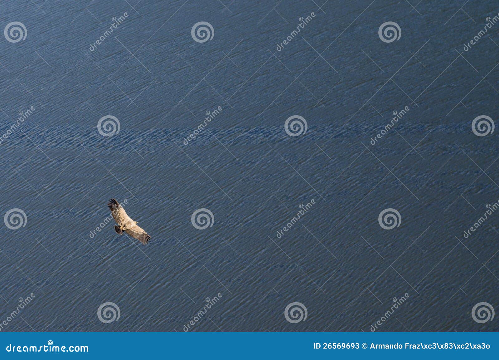 Griffon Vulture over water stock image. Image of overview - 26569693
