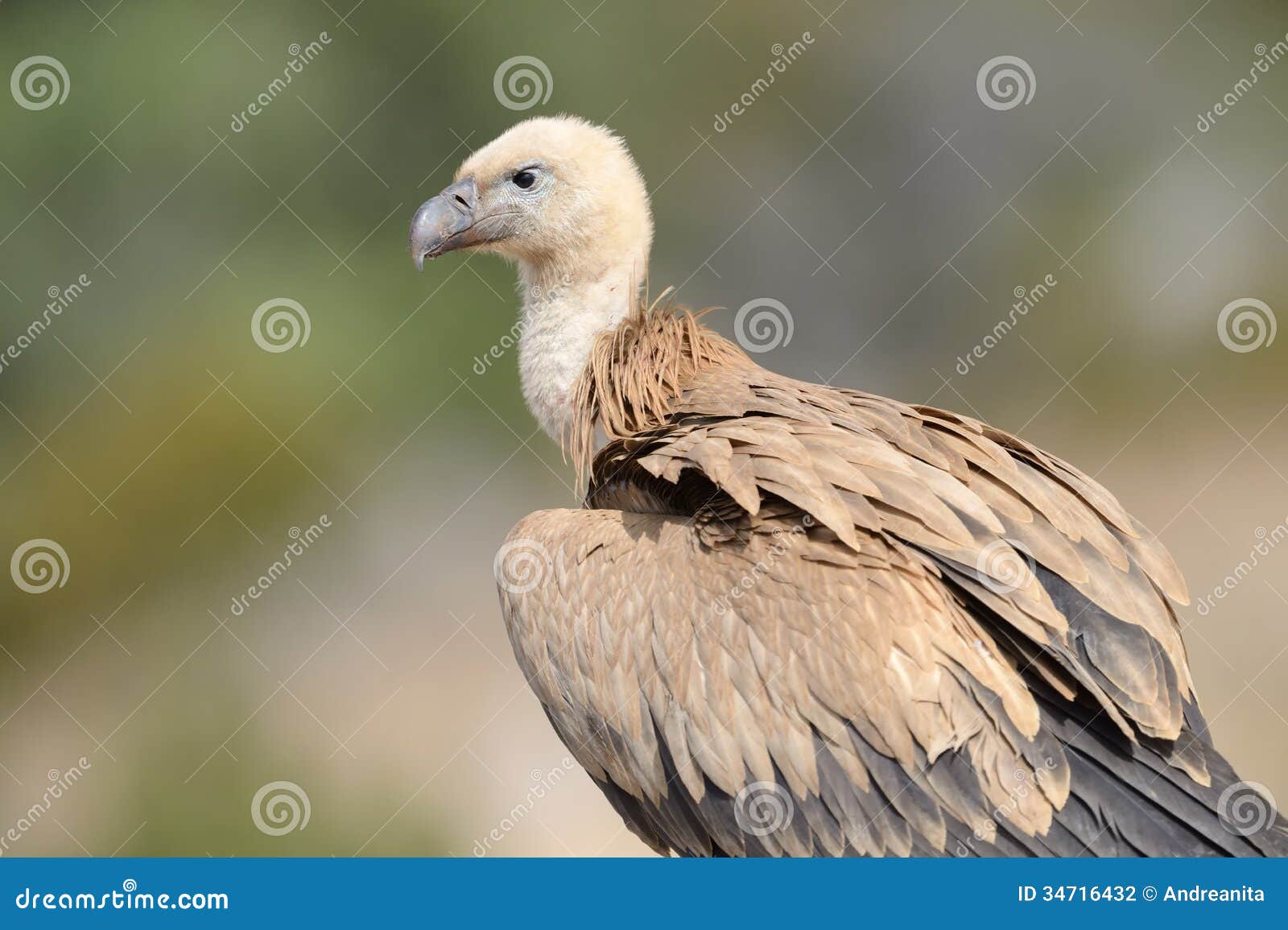 Griffon Vulture stock photo. Image of griffon, colourful - 34716432