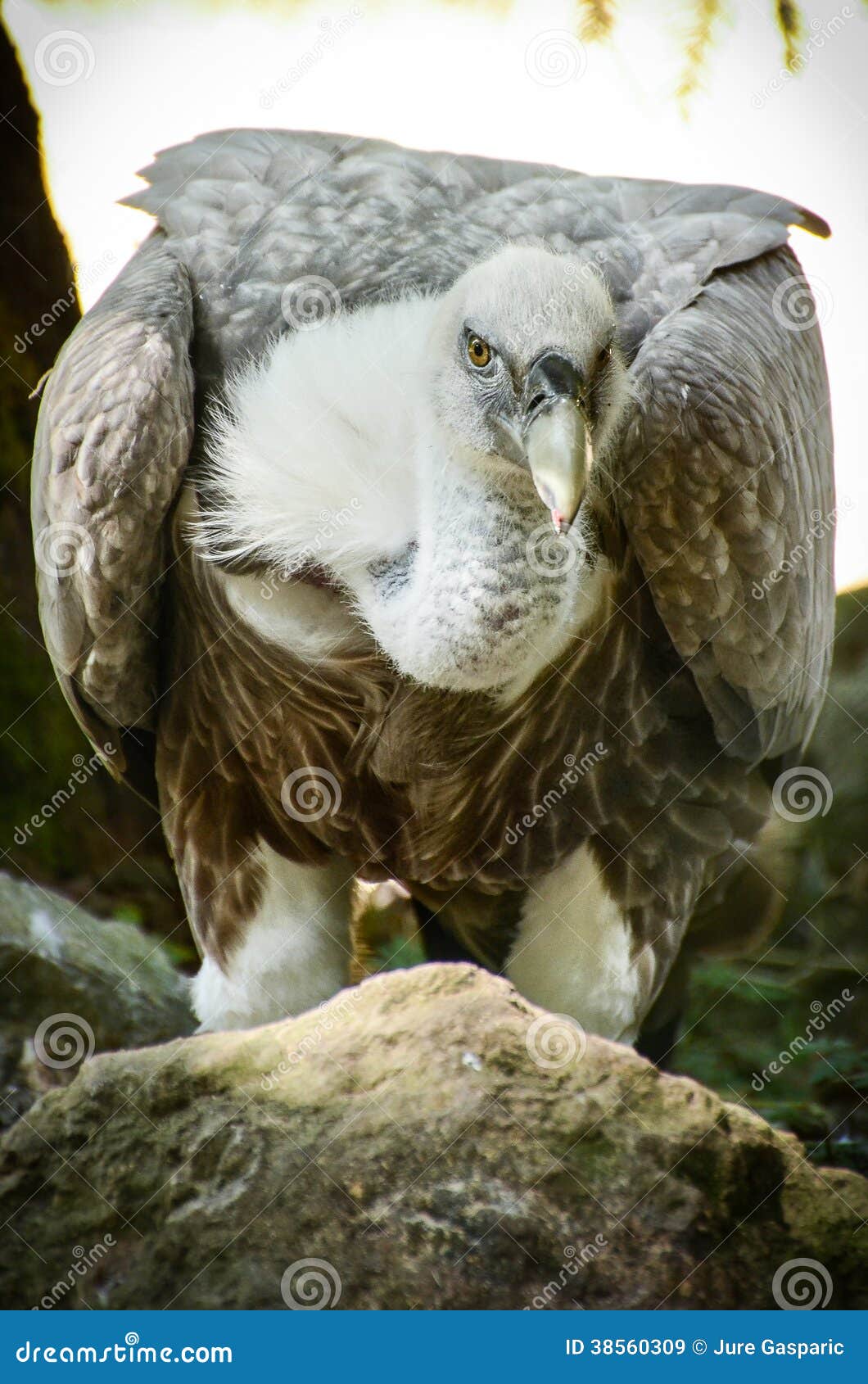 Griffon Vulture stock image. Image of beauty, head, falcon - 38560309