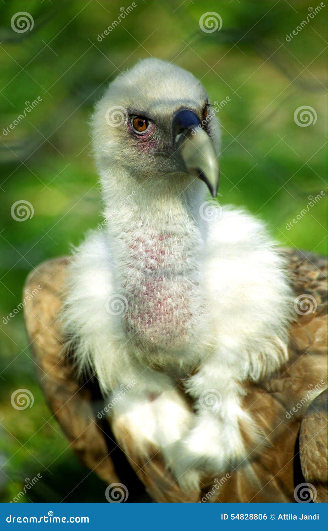 Griffon Vulture, Rome, Italy Stock Photo - Image of bird, game: 54828806