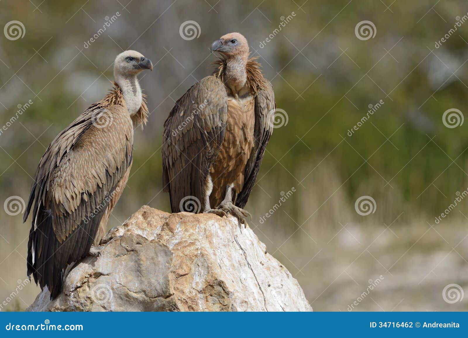 Griffon Vulture stock photo. Image of avian, stone, fauna - 34716462