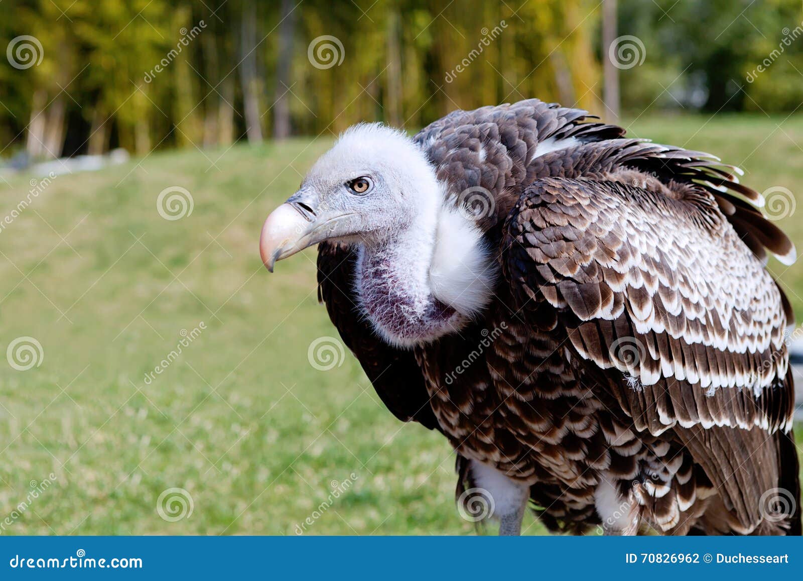 144 Typical Vulture Photos - Free & Royalty-Free Stock Photos from ...