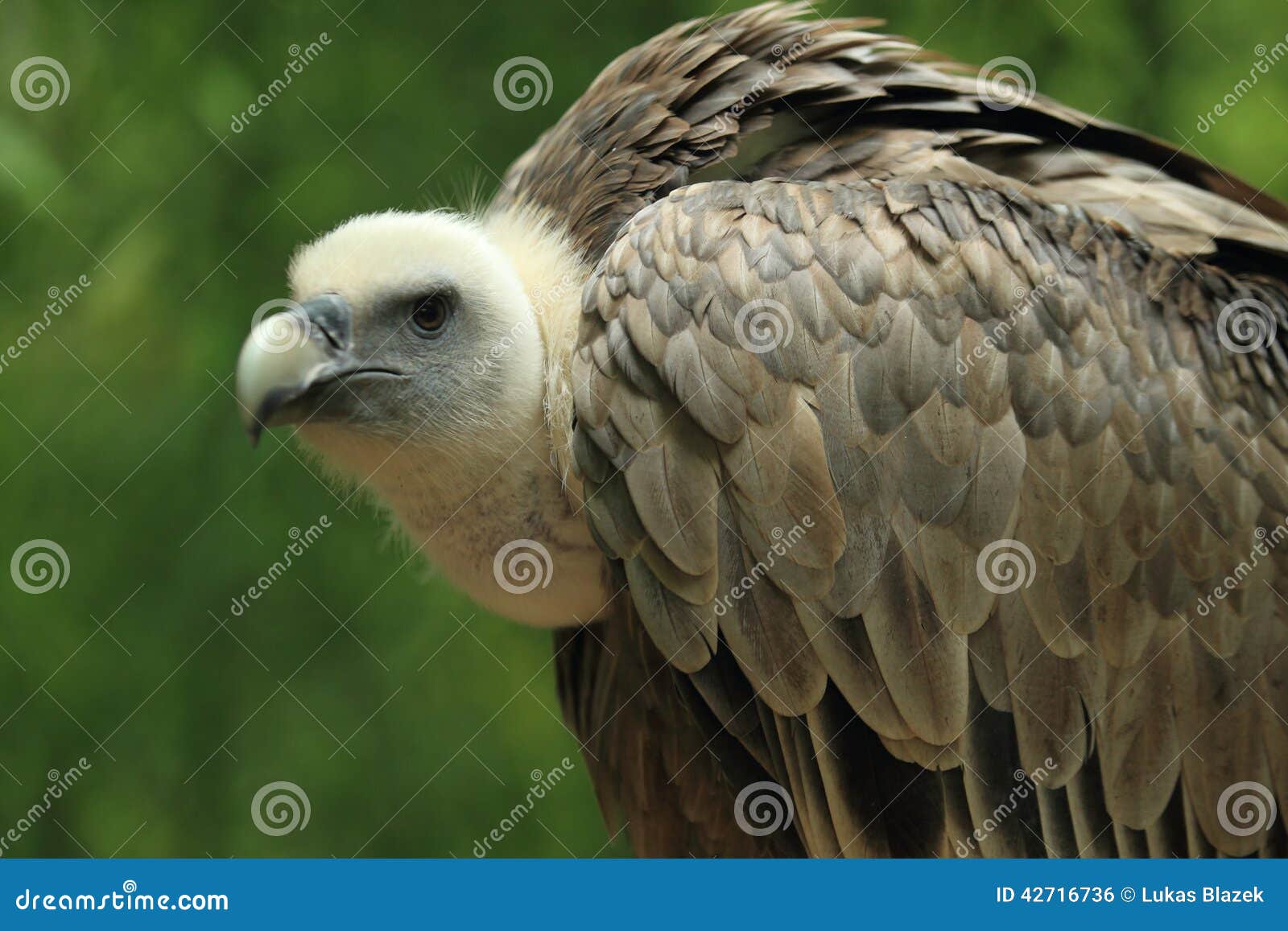 Griffon vulture stock photo. Image of upper, europe, vulture - 42716736