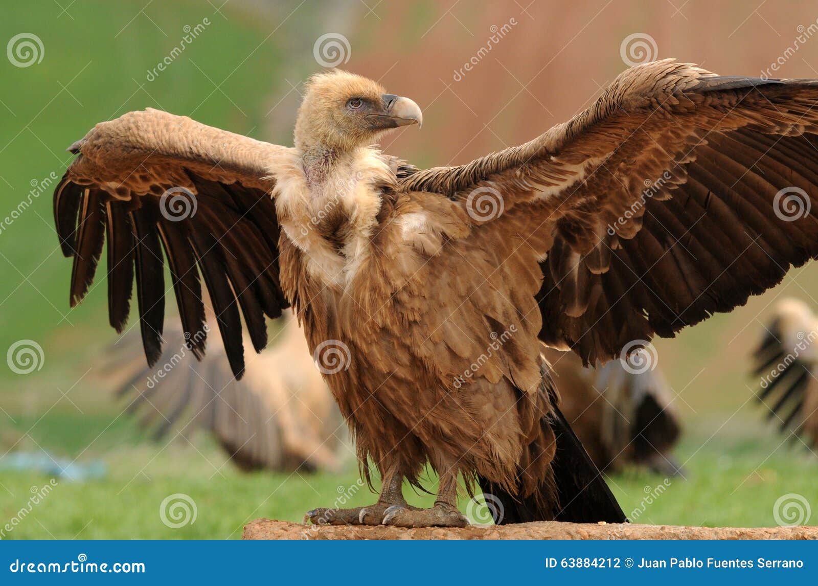 Griffon vulture wings stock photo. Image of vultures - 63884212
