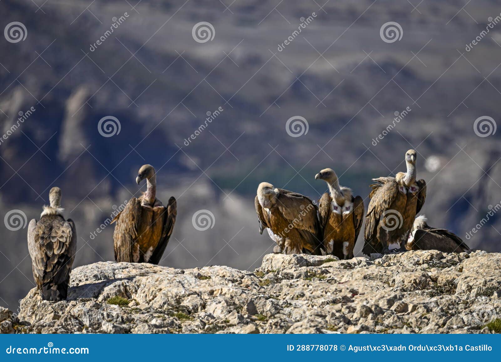 Griffon Vultures or Gyps Fulvus Perched on the Mountain. Stock Photo ...