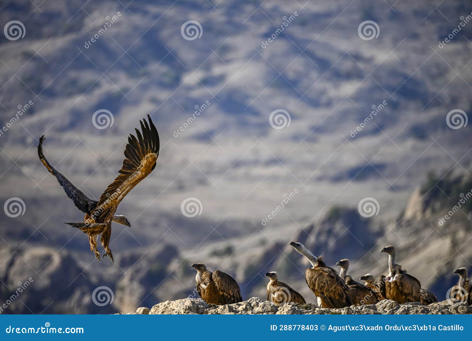 Griffon Vultures or Gyps Fulvus Perched on the Mountain. Stock Image ...