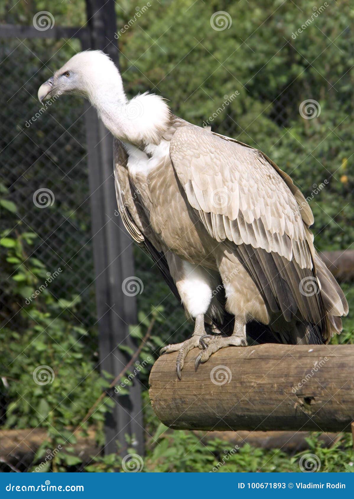 Griffons stock image. Image of scavenger, monogamous - 100671893