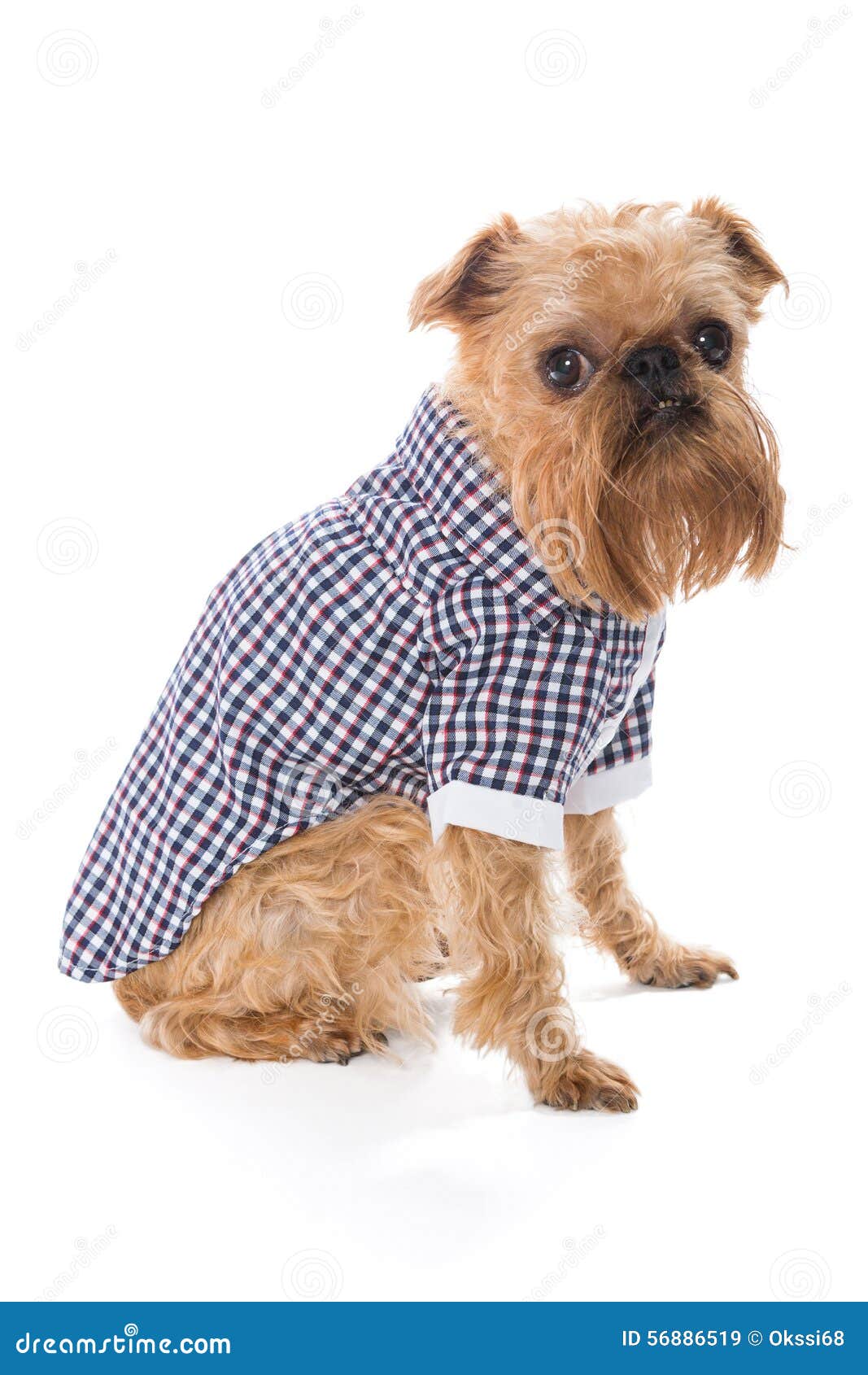 Grifone Di Bruxelles Della Razza Del Cane in Camicia a Quadretti ...