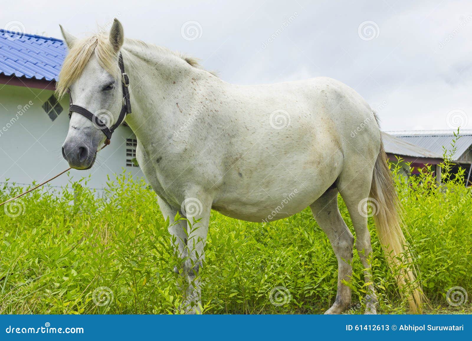 Grignotement De Cheval Blanc Sur La Prairie Image stock - Image du ...