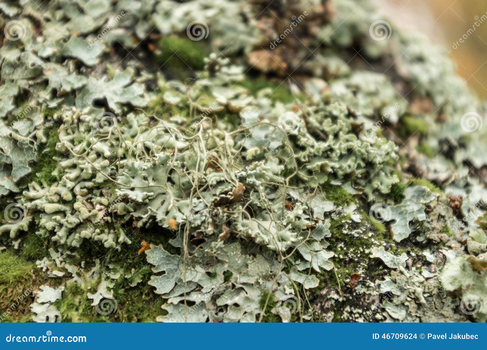 Grijs korstmos op de boom stock foto. Image of grijs - 46709624