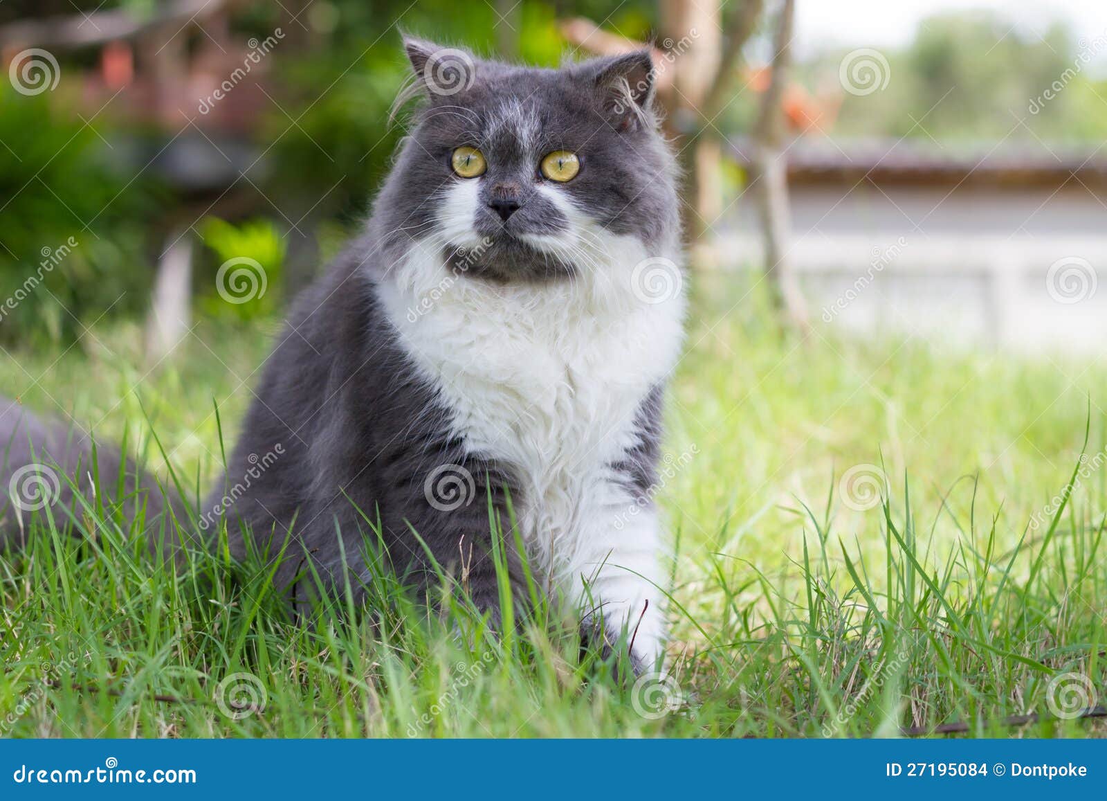 Grijs-witte Perzische kat stock foto. Image of gazon - 27195084