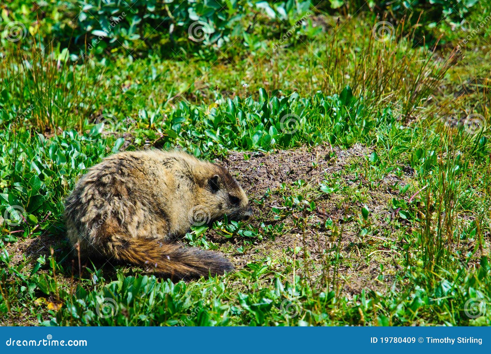Grijswitte bergMarmot stock afbeelding. Image of berg - 19780409