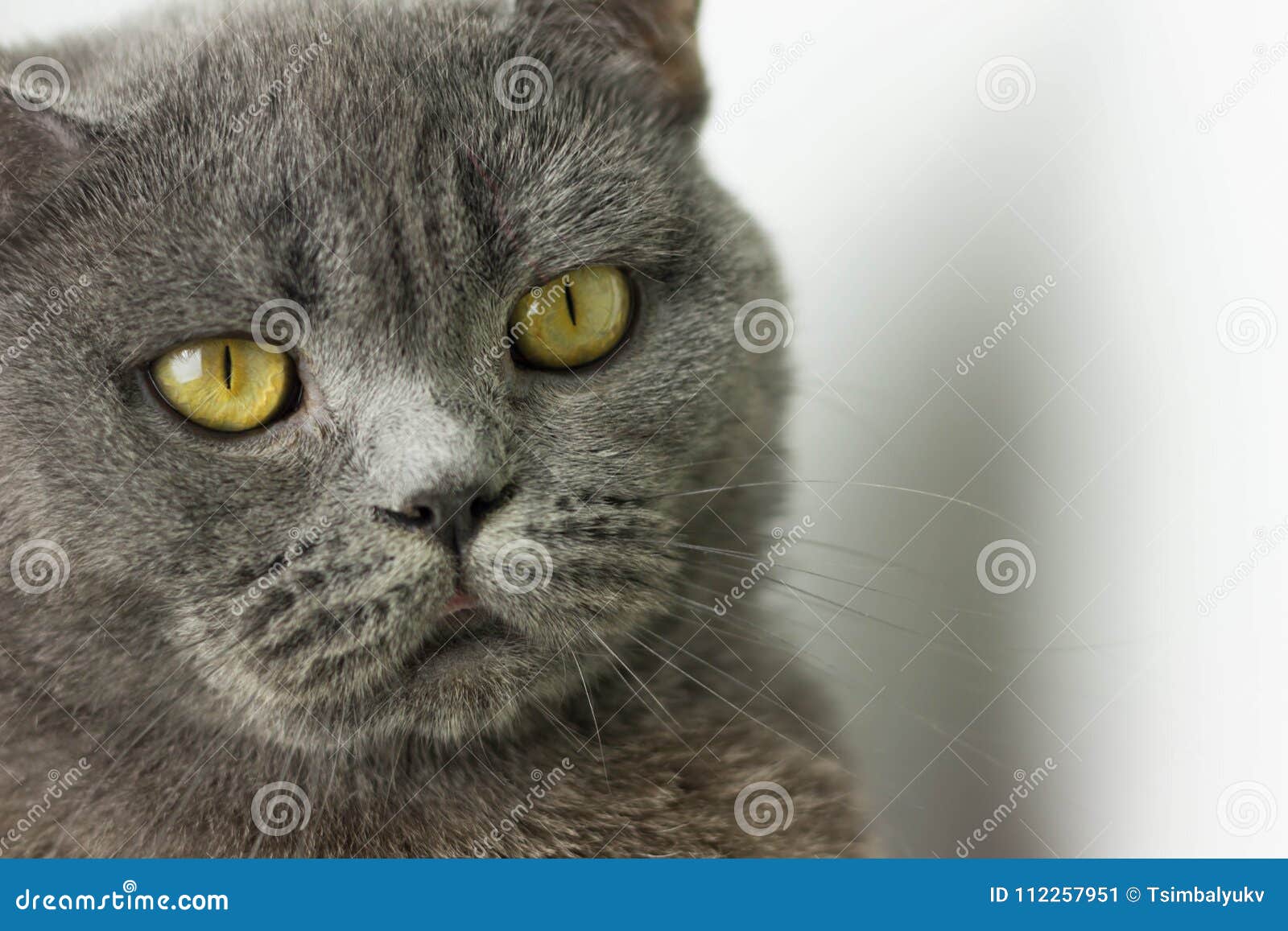 Grijze Britse dikke kat stock afbeelding. Image of hongerig - 112257951