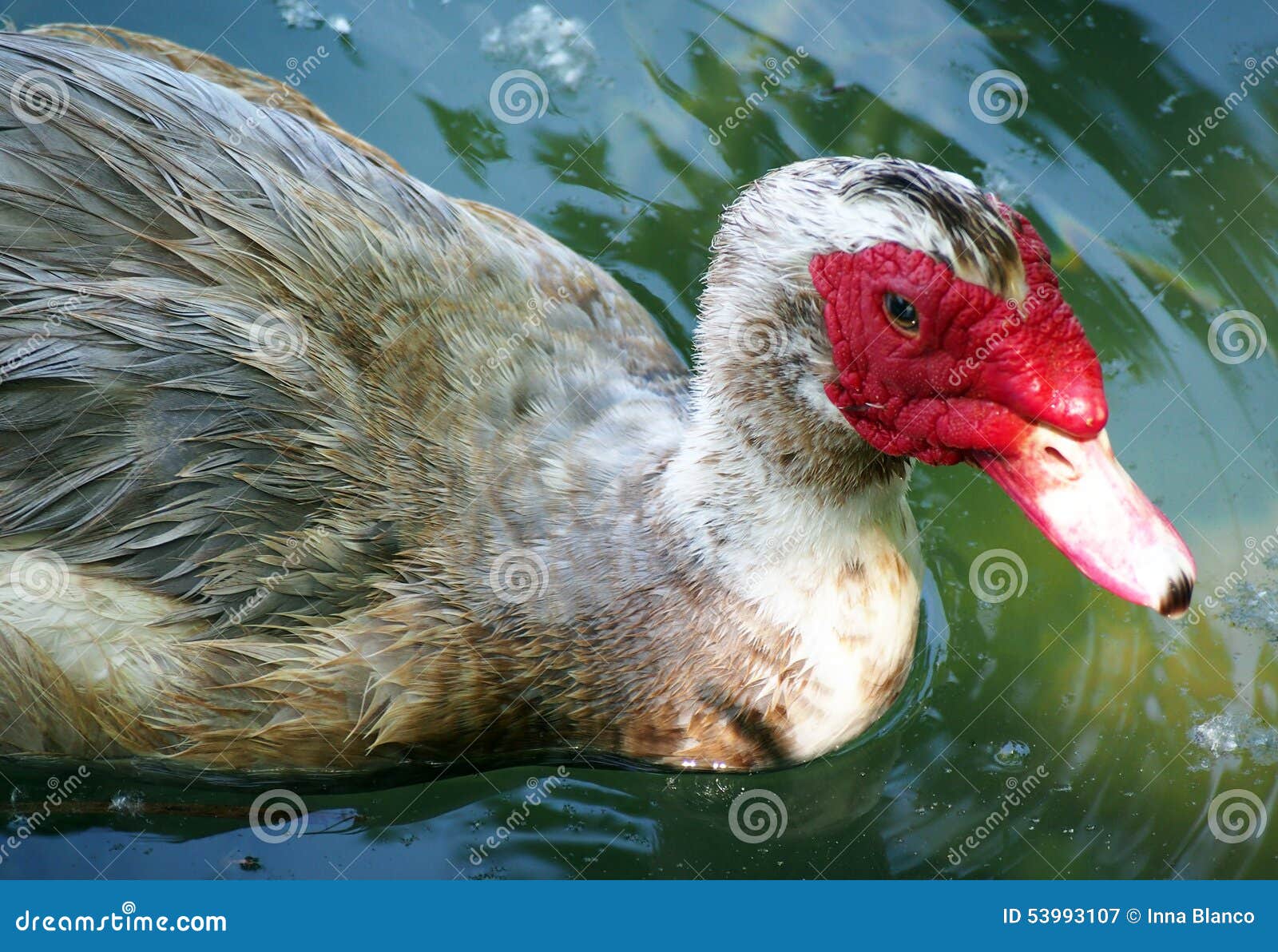 Grijze eend met rode bek stock afbeelding. Image of zwart - 53993107