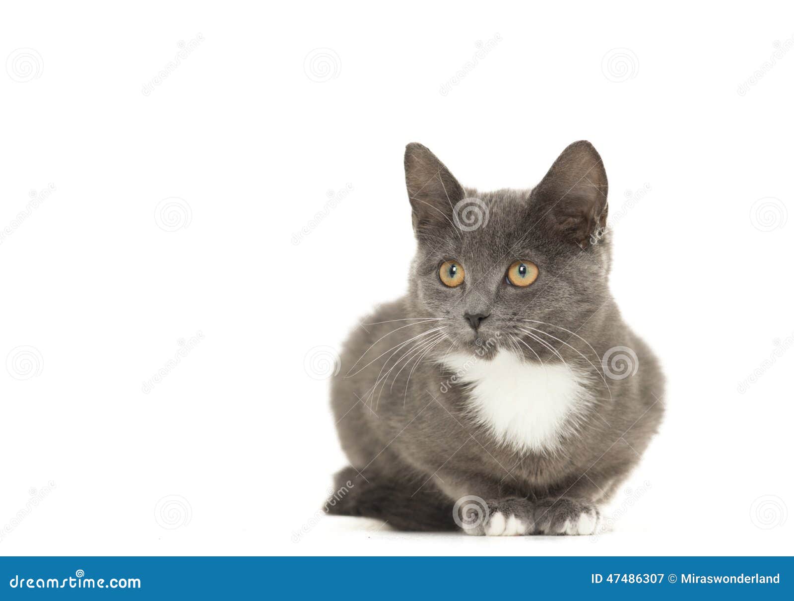 Grijze en Witte Kat stock afbeelding. Image of achtergrond - 47486307