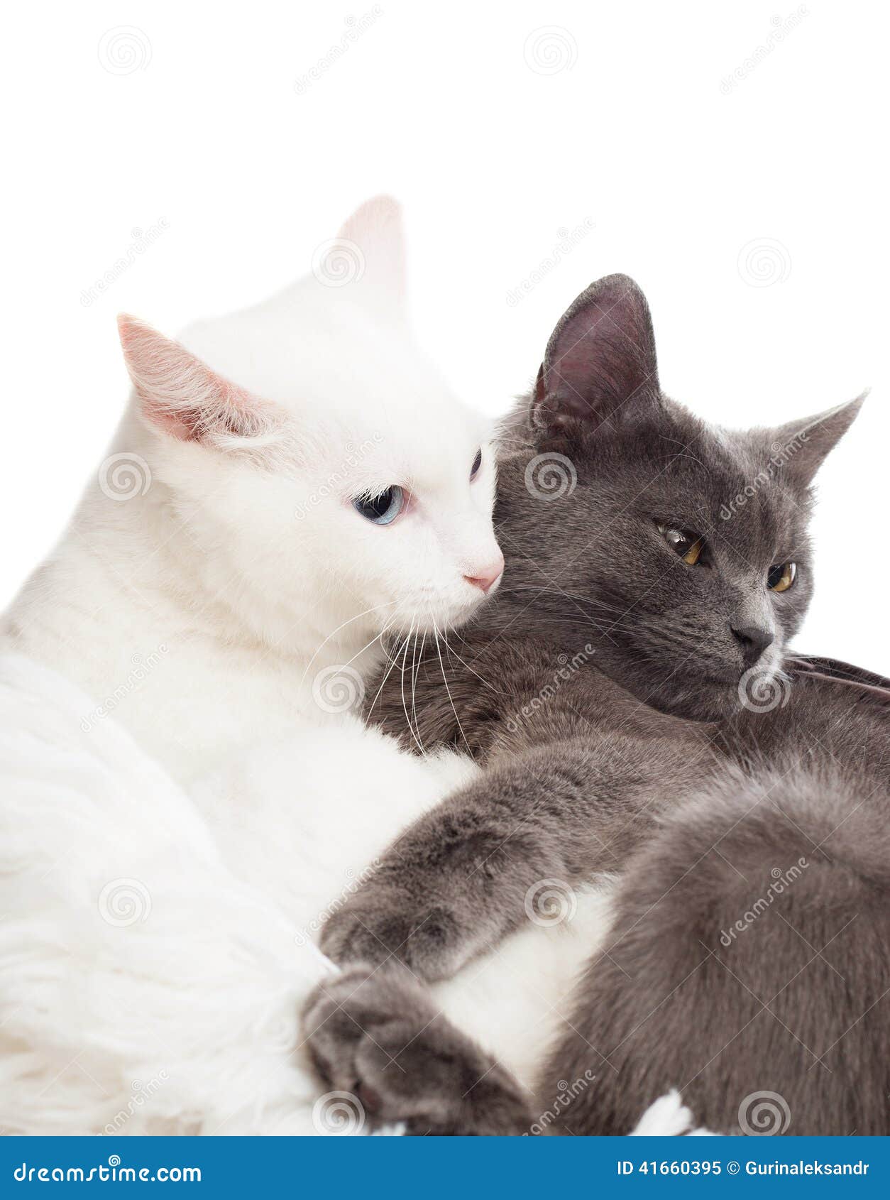 Grijze en witte katten stock afbeelding. Image of vriendschap - 41660395