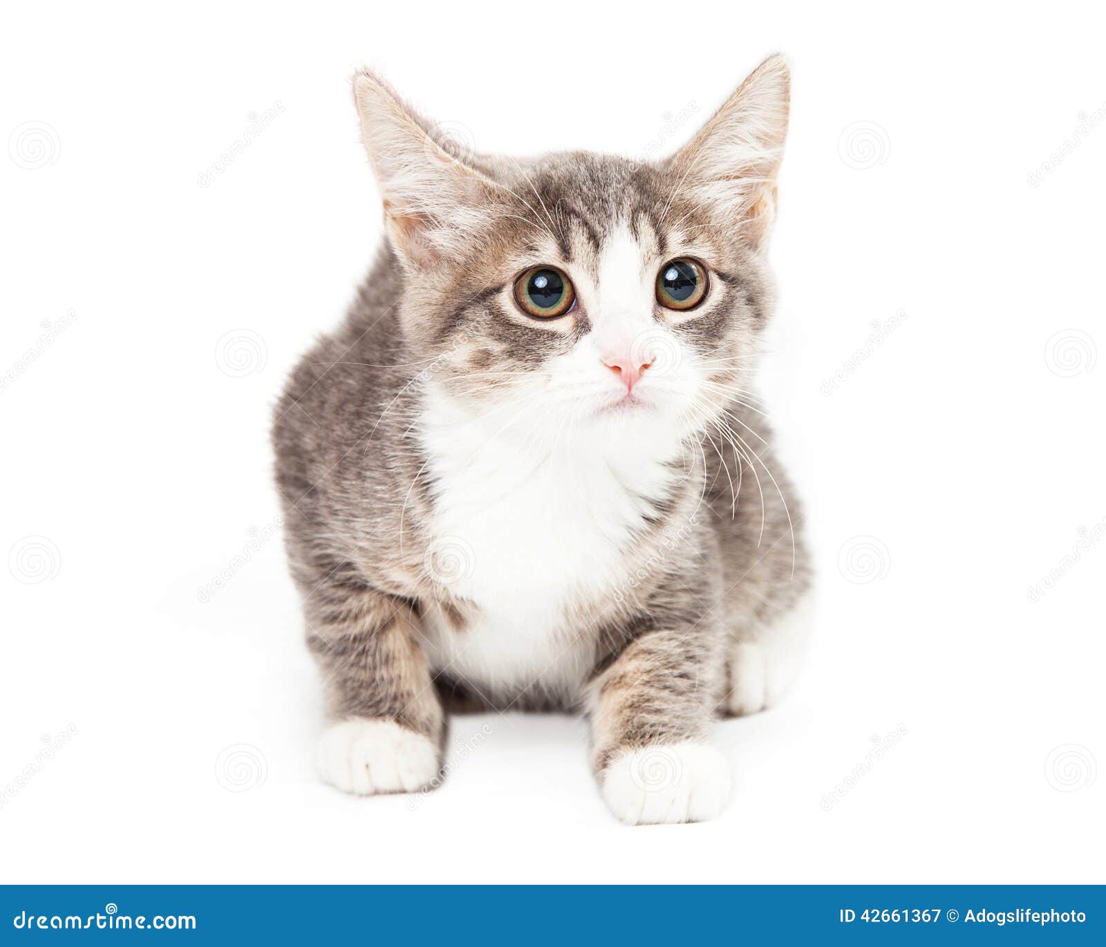 Grijze En Witte Kitten with Curious Expression Stock Afbeelding - Image ...