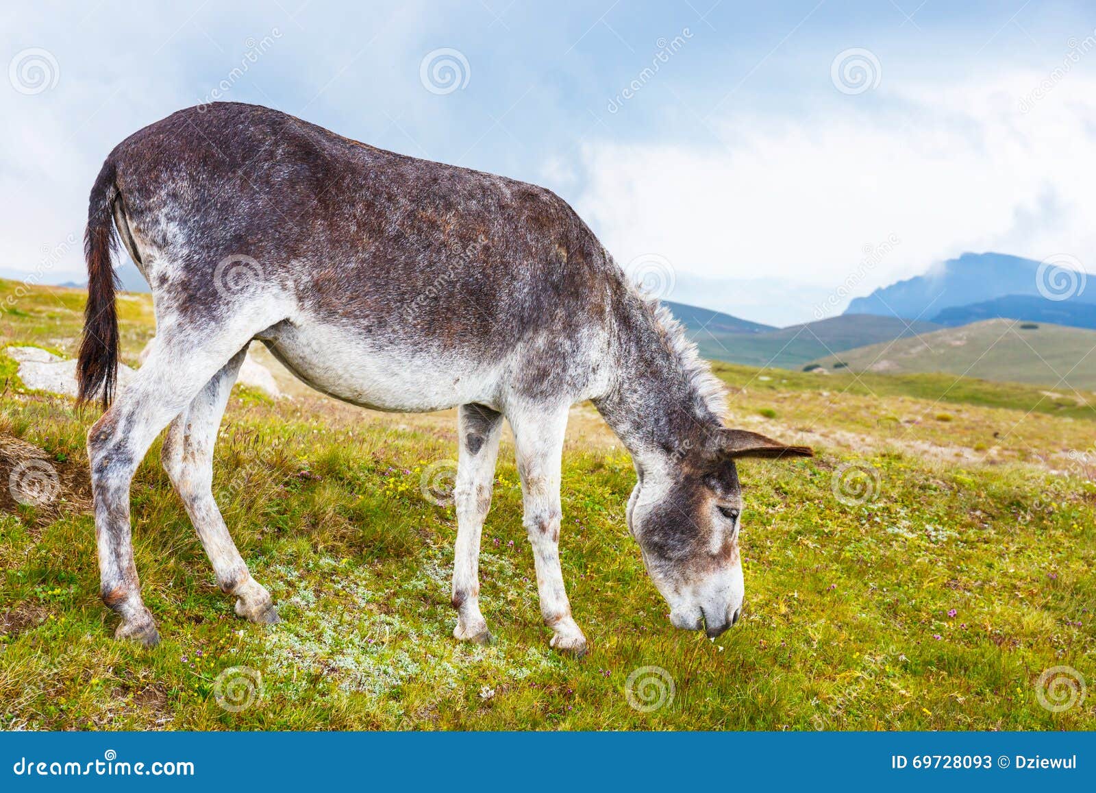 Grijze ezel, portret stock afbeelding. Image of bont - 69728093