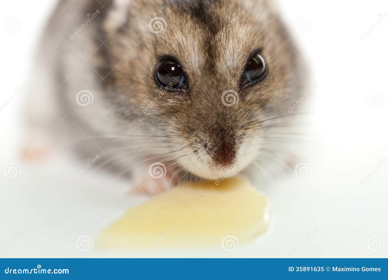 Grijze Hamster Die Kaas Eten Stock Afbeelding - Image of huisdieren ...