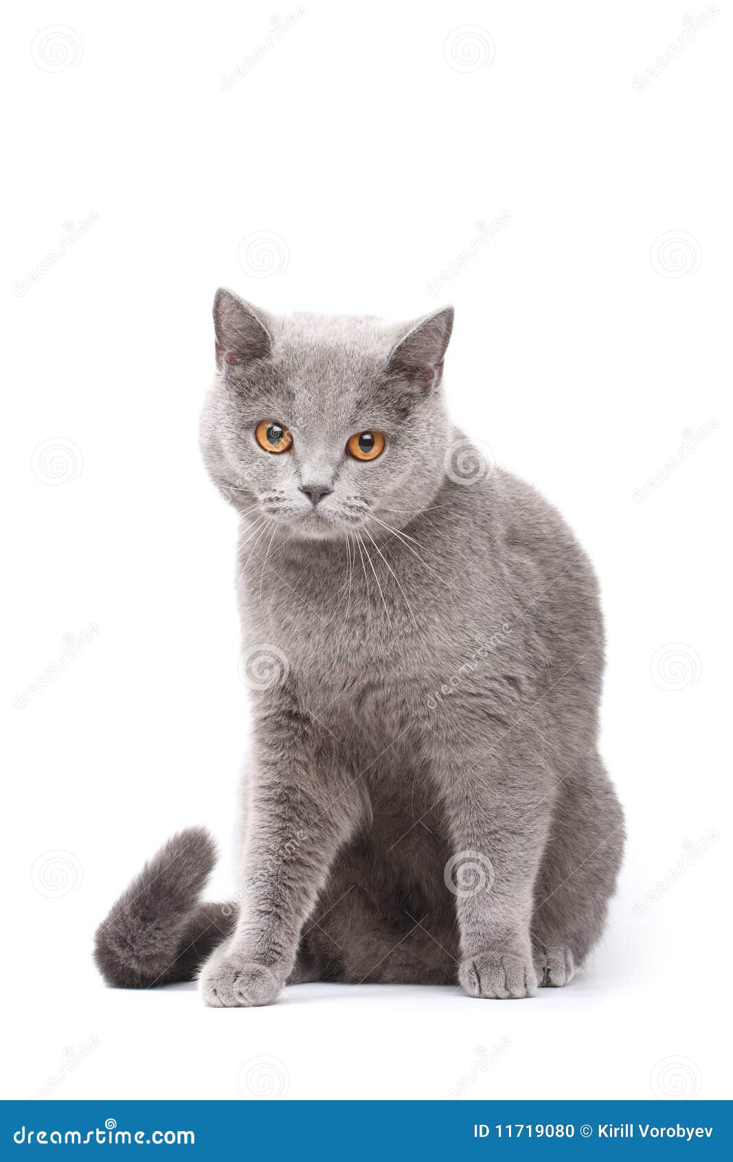 Grijze kat stock foto. Image of grijs, rauw, huishouden - 11719080