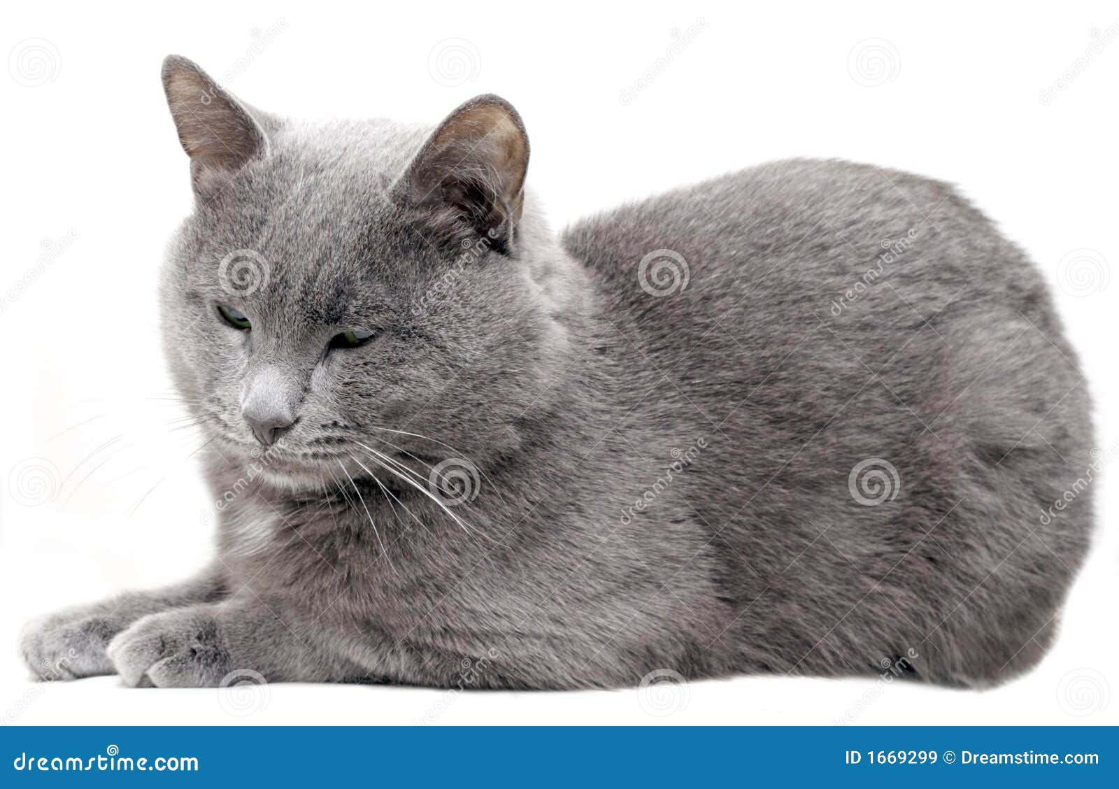 Grijze Kat #2 stock afbeelding. Image of haar, portret - 1669299