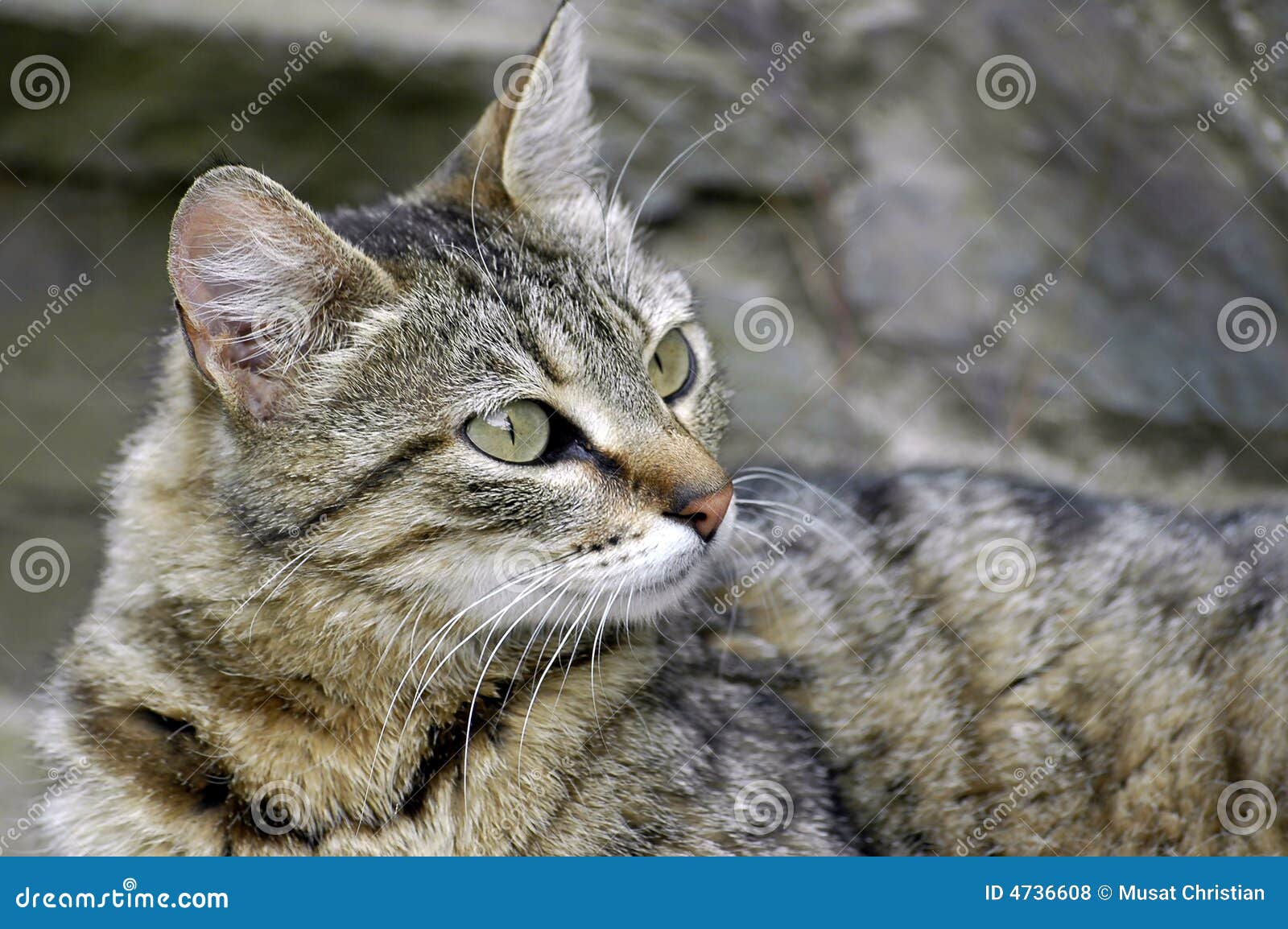 Grijze kat stock foto. Image of uitziend, zoogdier, portret - 4736608