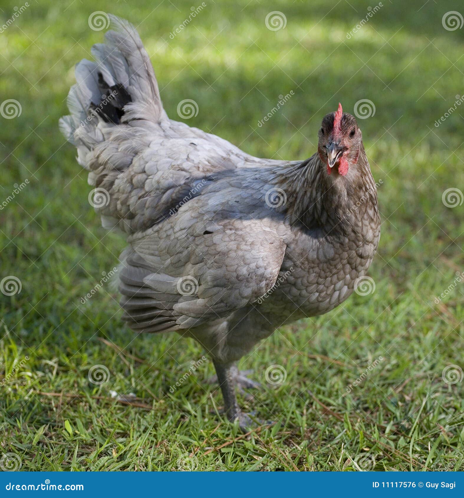 Grijze kip stock foto. Image of dier, landbouwbedrijf - 11117576